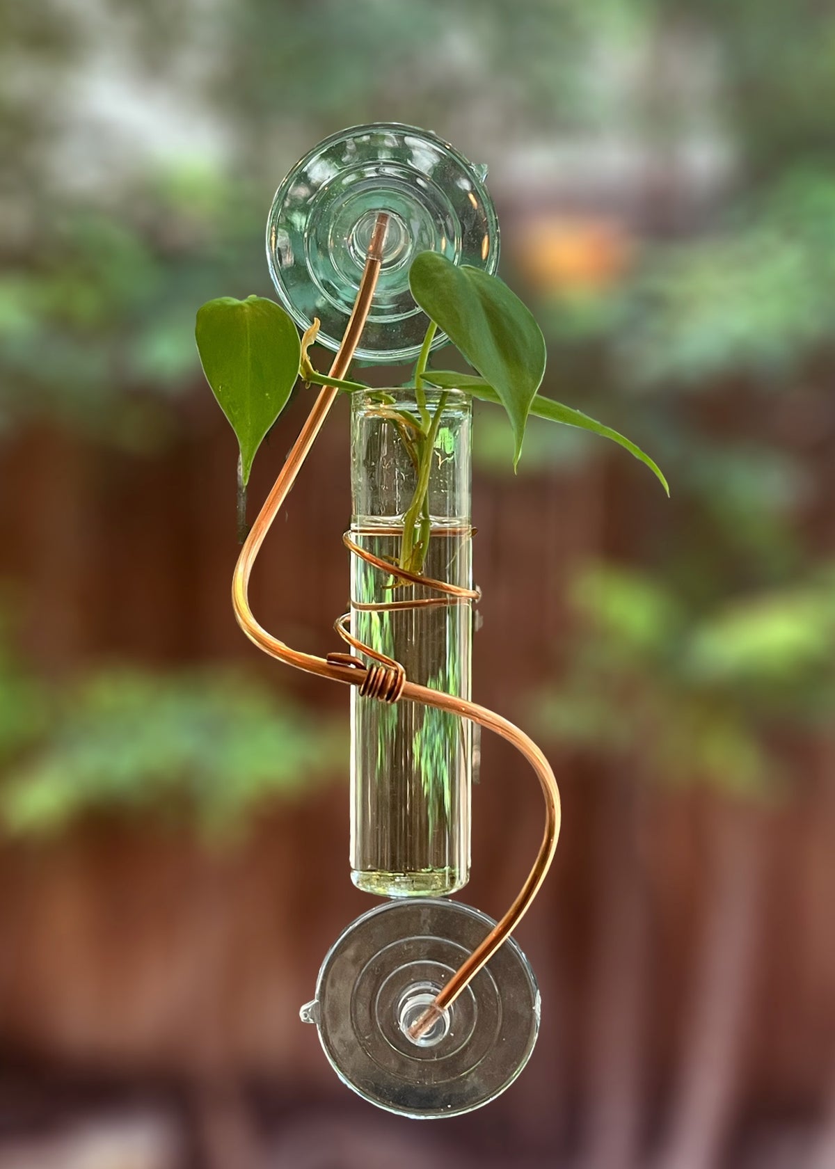 The Willow Window Plant Propagator (Single Stem) – Sweet Feeders LLC